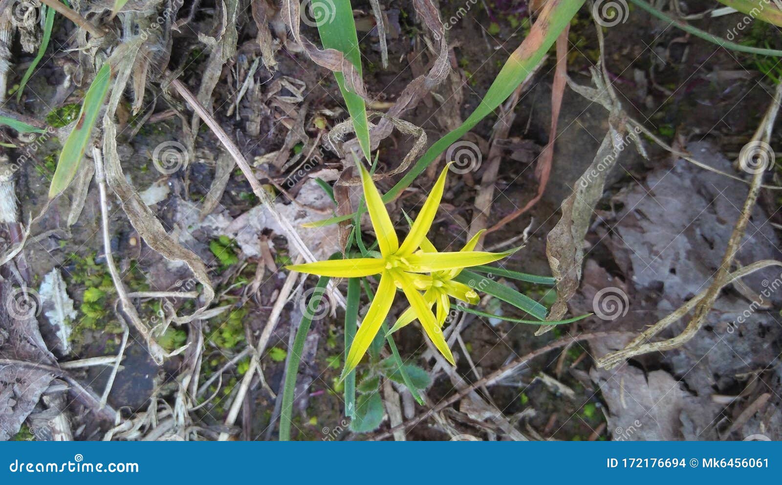 Yellow Flower Withi Thin Yellow Petals Stock Photo - Image of withi ...