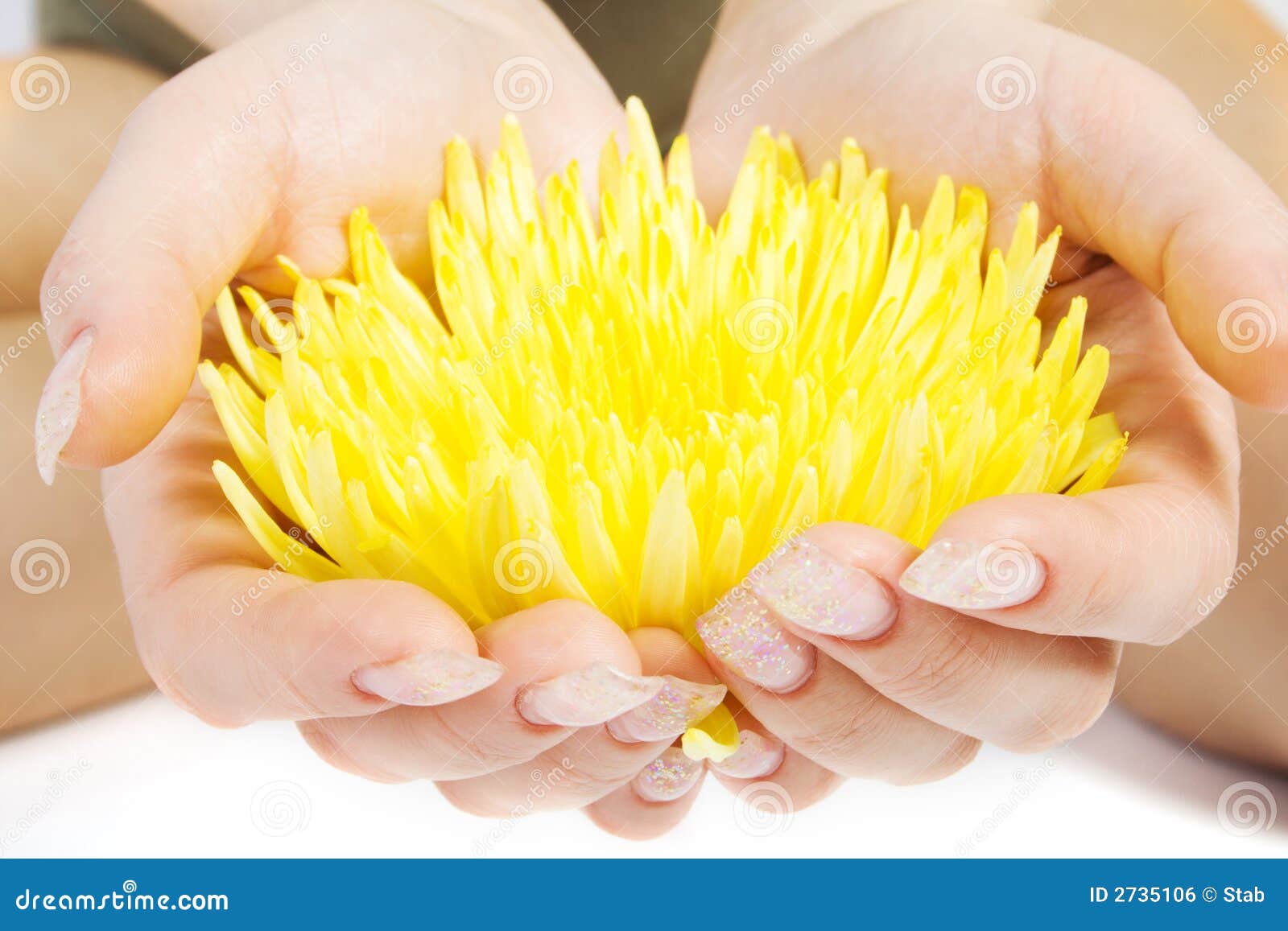 Yellow Flower in the Woman Han Stock Photo - Image of people, hands ...