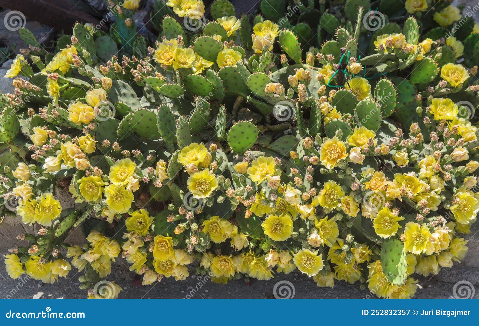 Cactus Bush With A Backdrop Of Killimanjaro Mountain At Amboseli ...