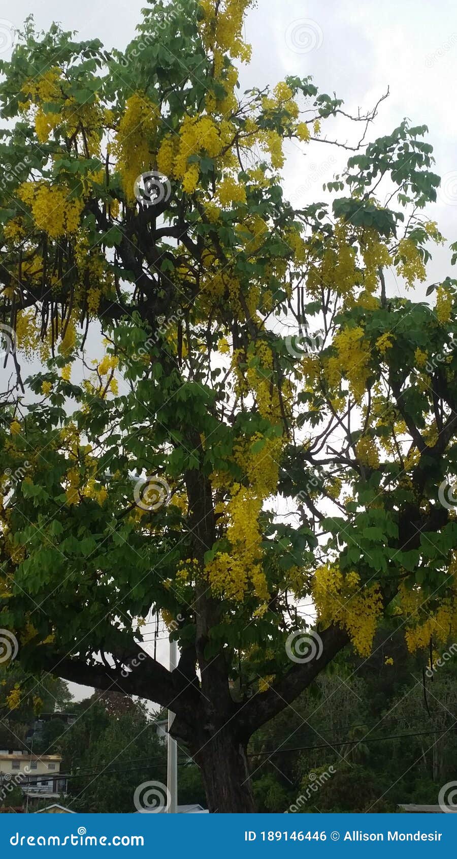 Yellow flowered tree stock photo. Image of woodland - 189146446