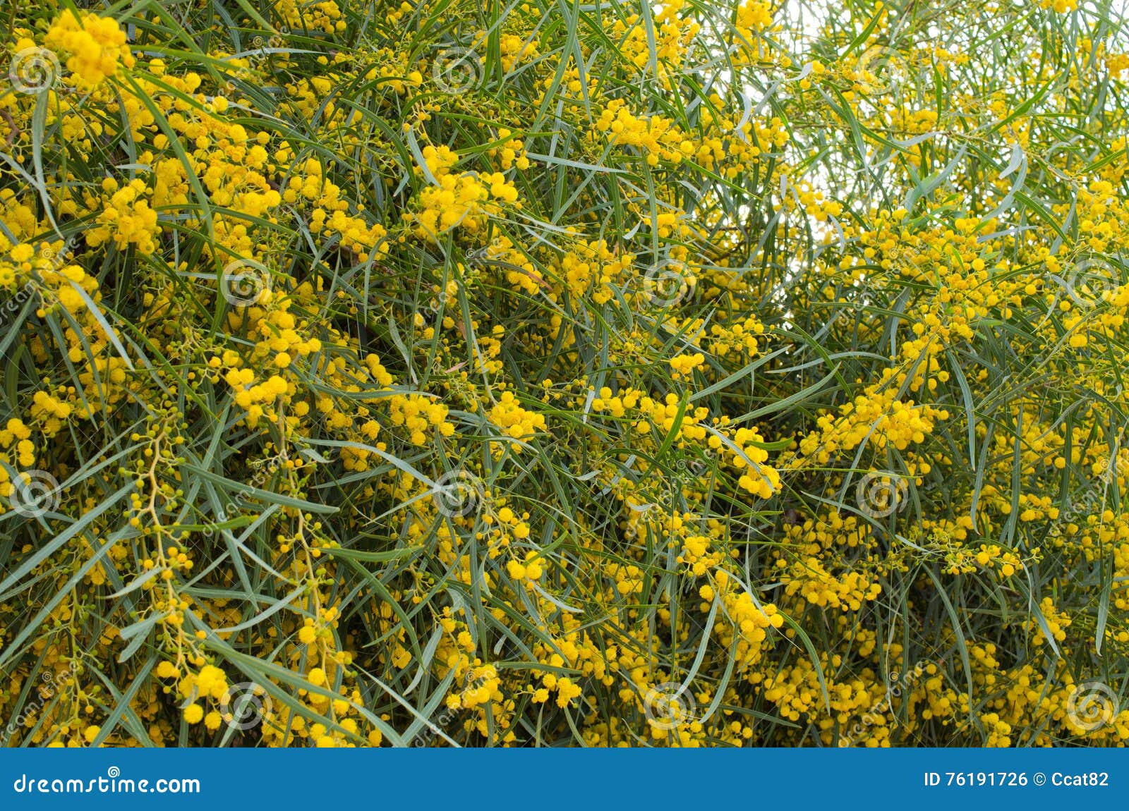 Yellow Flowered Tree, Morocco Stock Photo - Image of outdoors, golden ...