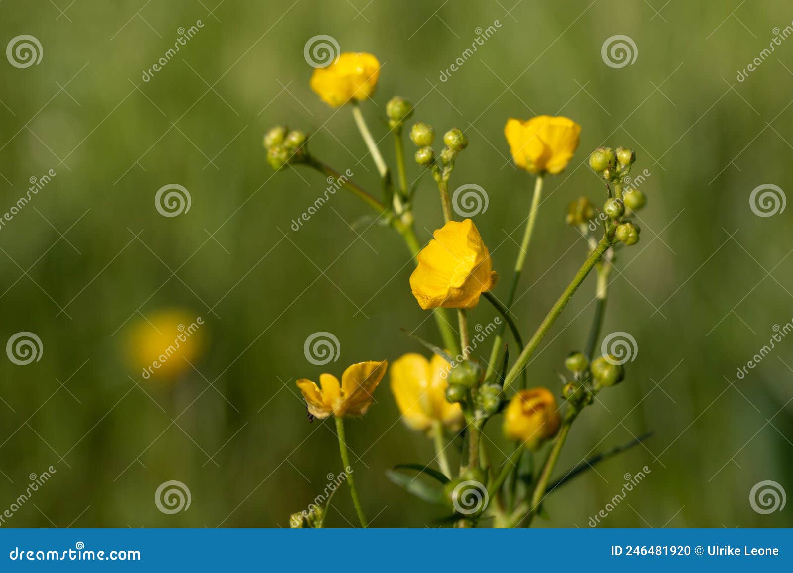 Yellow Flowering Buttercups Ranunculus Growing in the Meadow in Spring ...