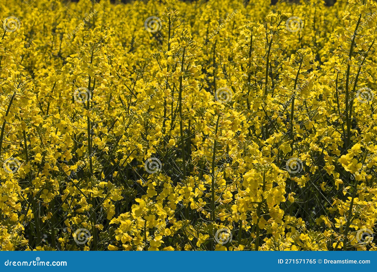Yellow Flowering Canola in the Field in Spring Stock Image - Image of ...