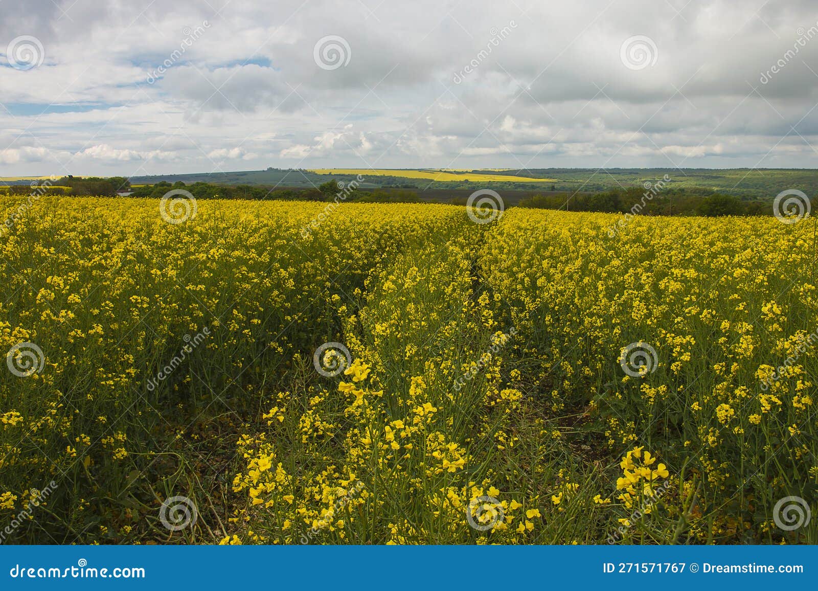 Yellow Flowering Canola in the Field in Spring Stock Image - Image of ...