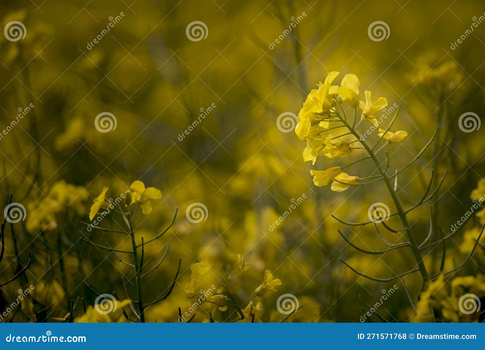 Yellow Flowering Canola in the Field in Spring Stock Photo - Image of ...