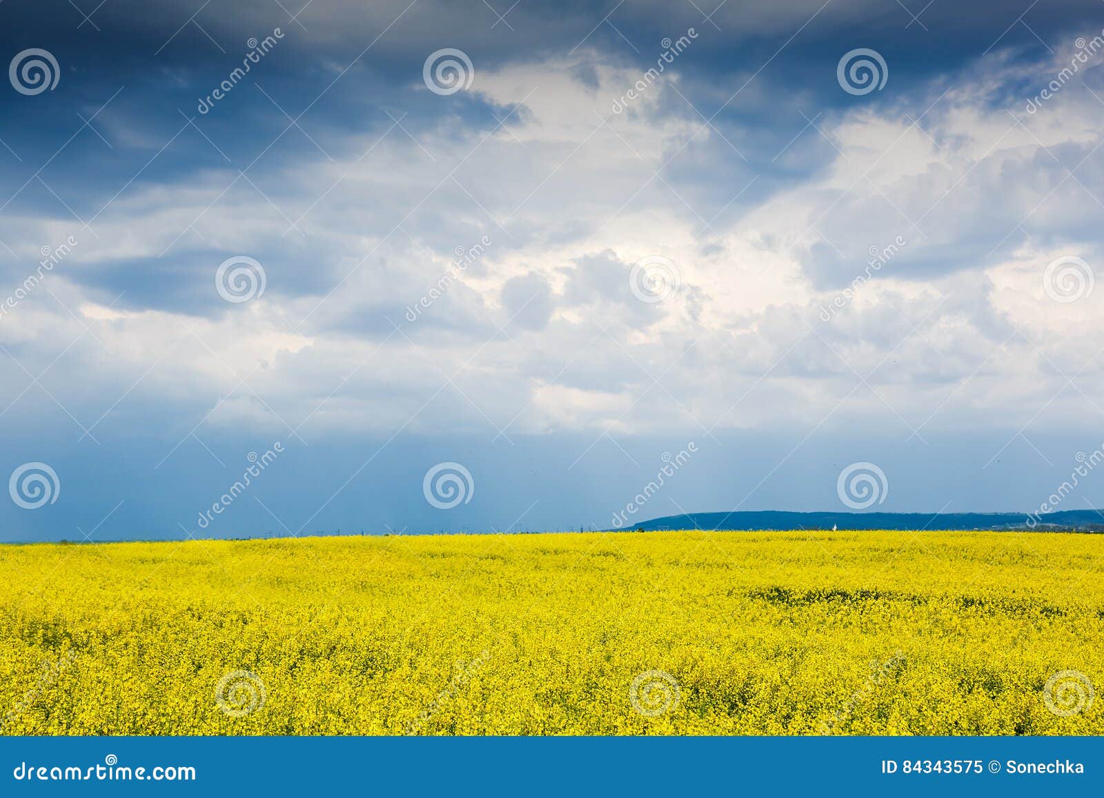 Yellow flowering fields stock image. Image of country - 84343575