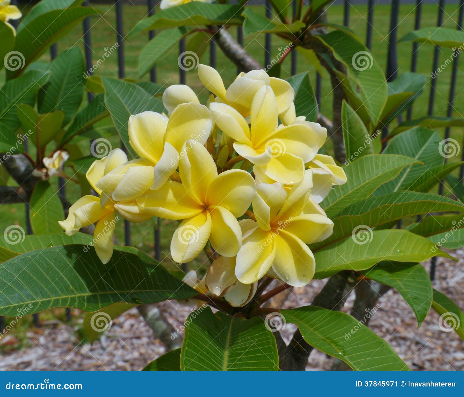 Yellow Flowering Frangipani Bush Stock Image - Image of flower ...