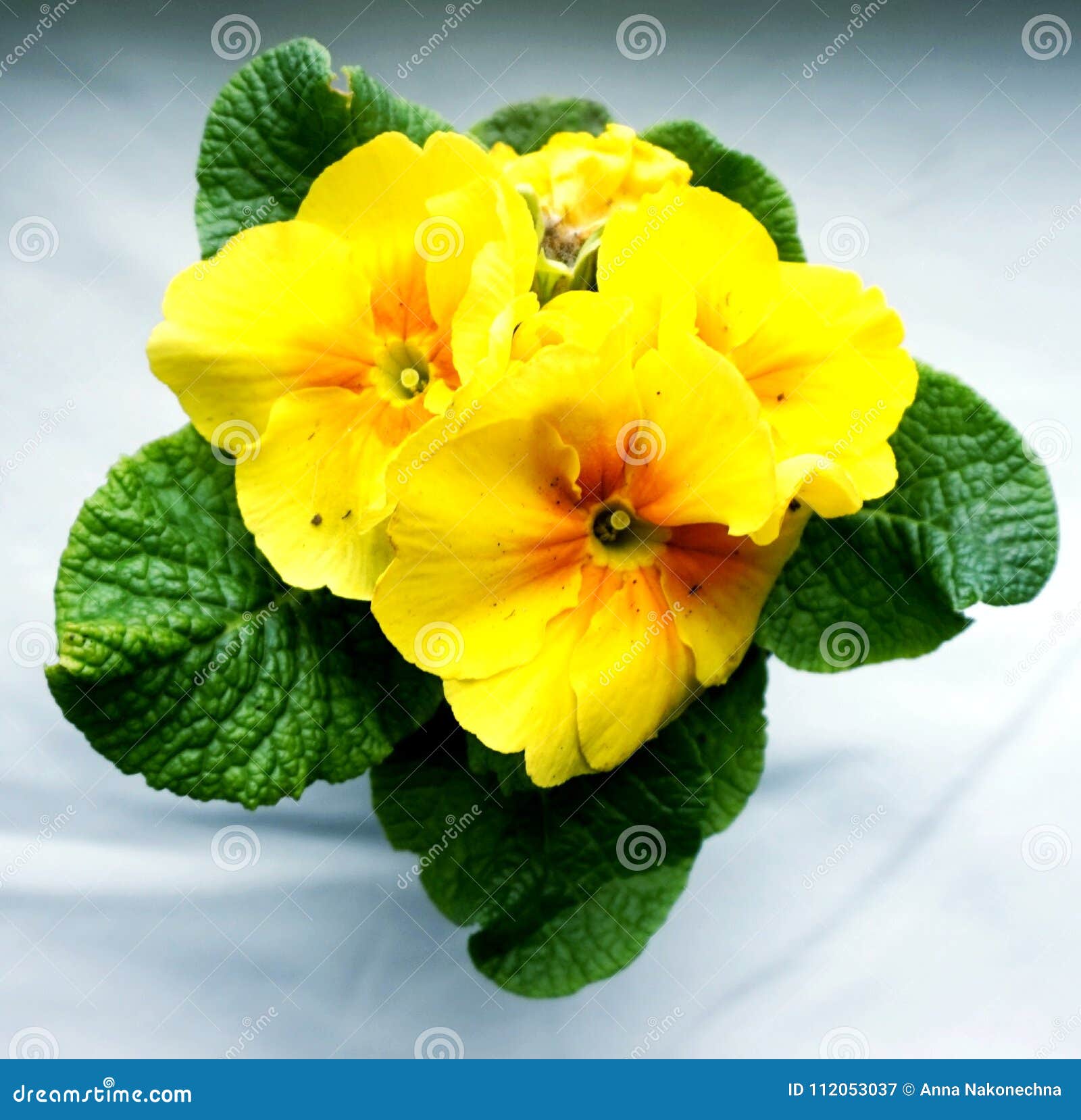 A Yellow Flowering Primrose in a Pot. Stock Image - Image of blooming ...