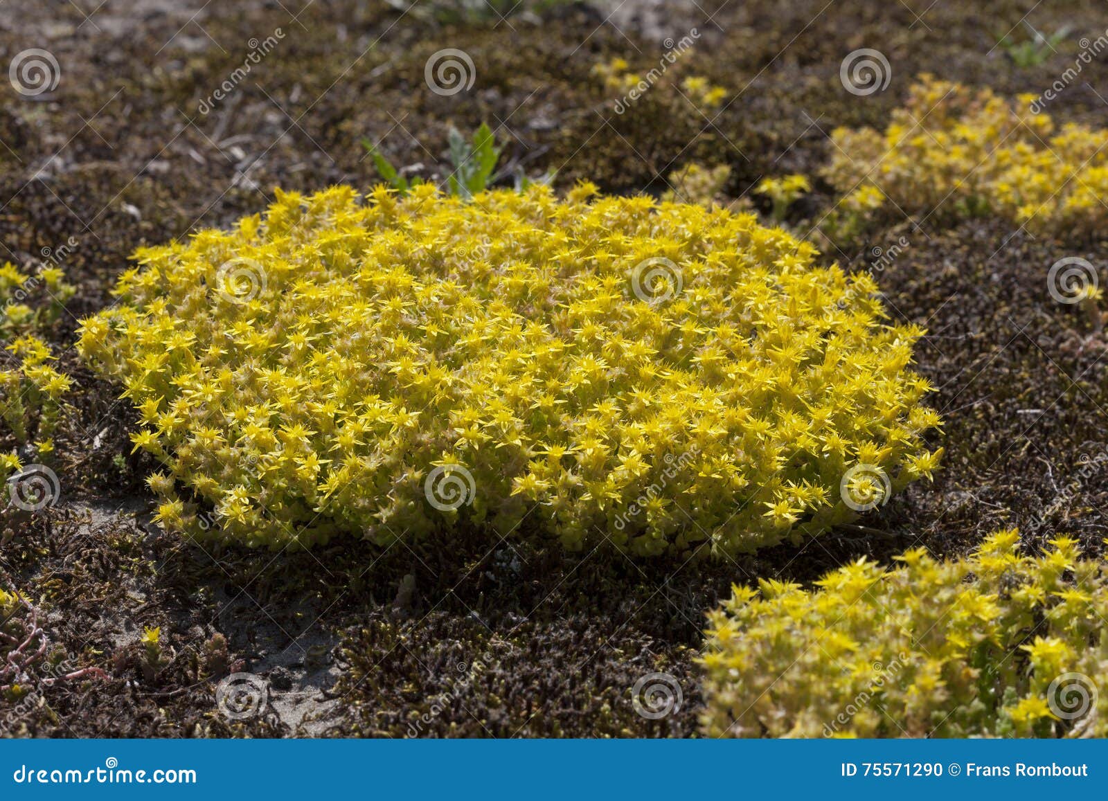 Yellow Flowering Sedum Acre Stock Photo - Image of springtime, goldmoss ...