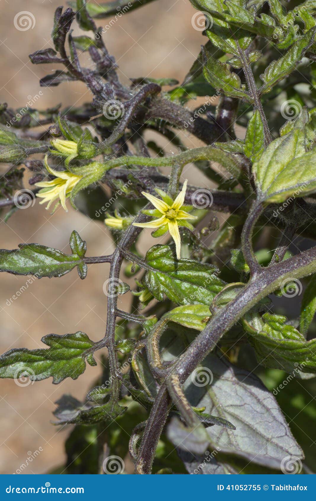 Yellow Flowering Tomato Plants Stock Image - Image of color, gardening ...