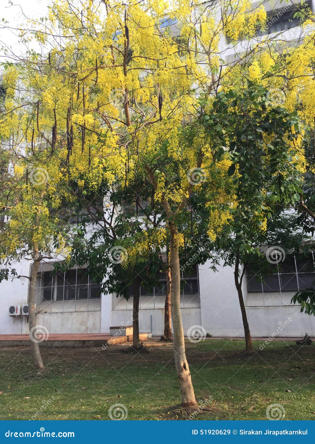 Yellow flowering tree stock image. Image of yellow, tree - 51920629