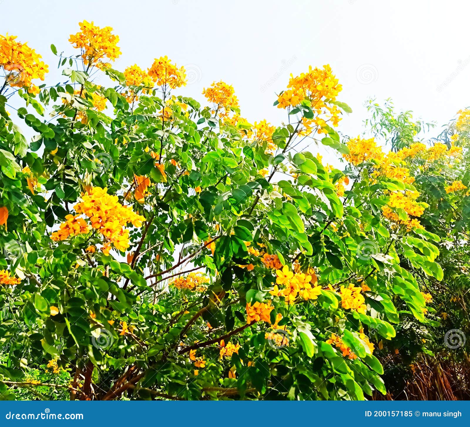 A Yellow Flowering Tree Roadside Stock Image - Image of evergreen ...