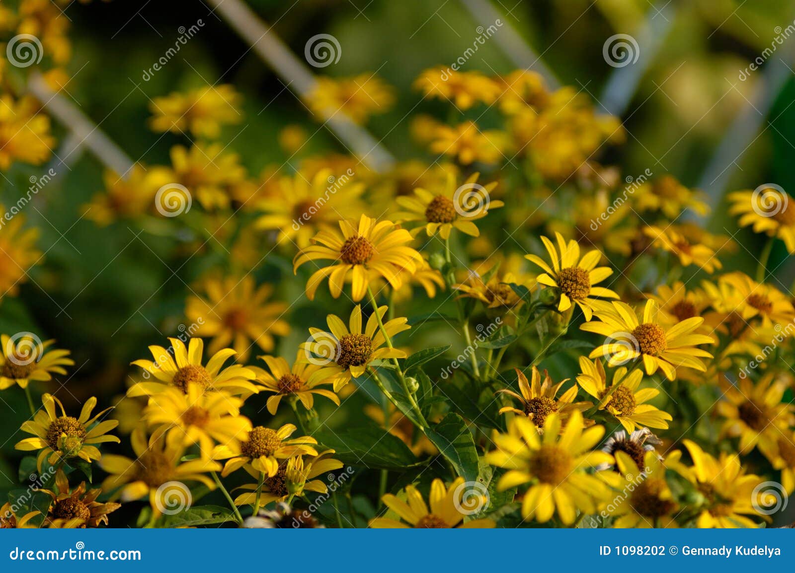 Yellow flowers stock photo. Image of autumn, detail, multi - 1098202
