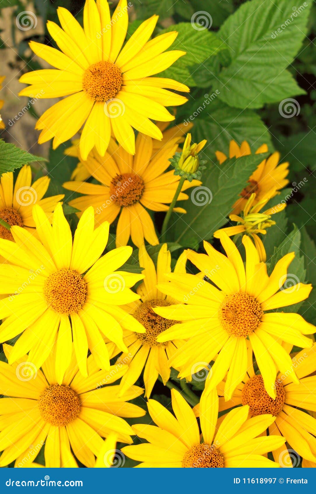 Yellow flowers stock image. Image of horizontal, bright - 11618997