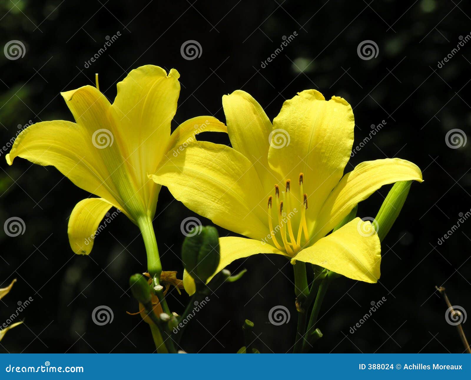 Yellow flowers stock photo. Image of calm, floral, lilium - 388024