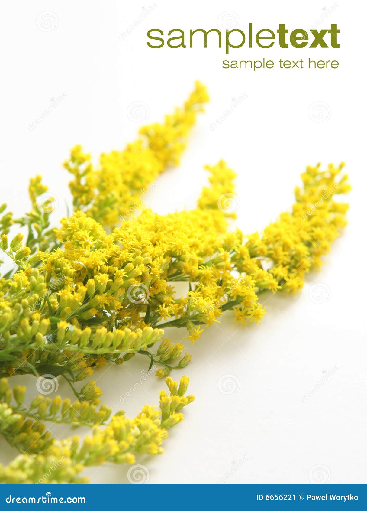 3,269 Yellow Tuft Stock Photos - Free & Royalty-Free Stock Photos from ...