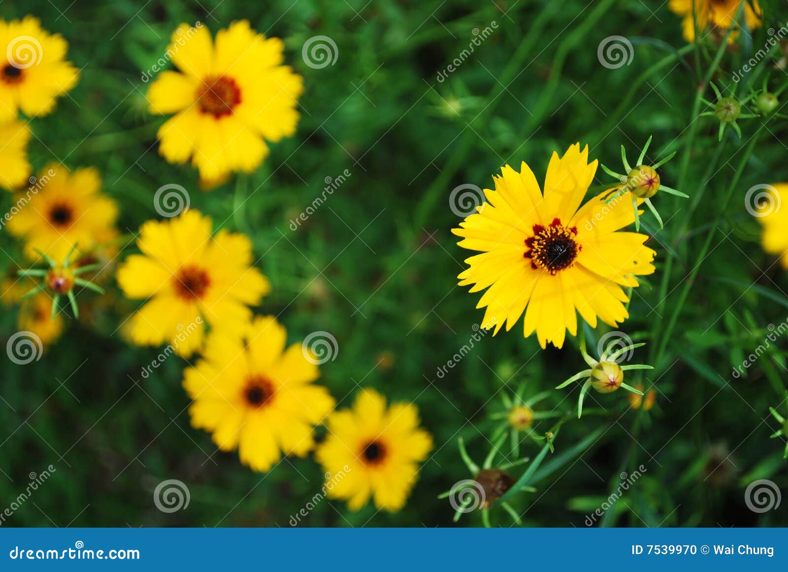 Yellow flowers stock photo. Image of focus, beauty, garden - 7539970