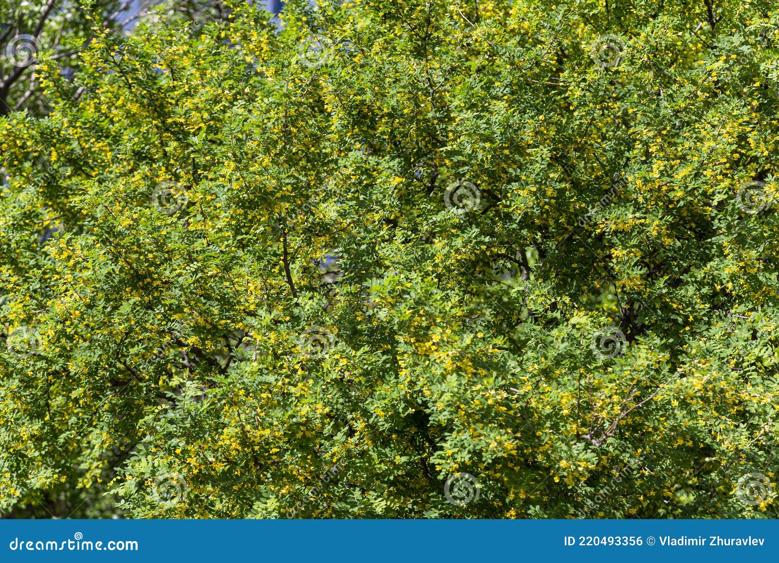 Yellow Flowers of Acacia Tree in Sunny Spring Day Stock Photo - Image ...