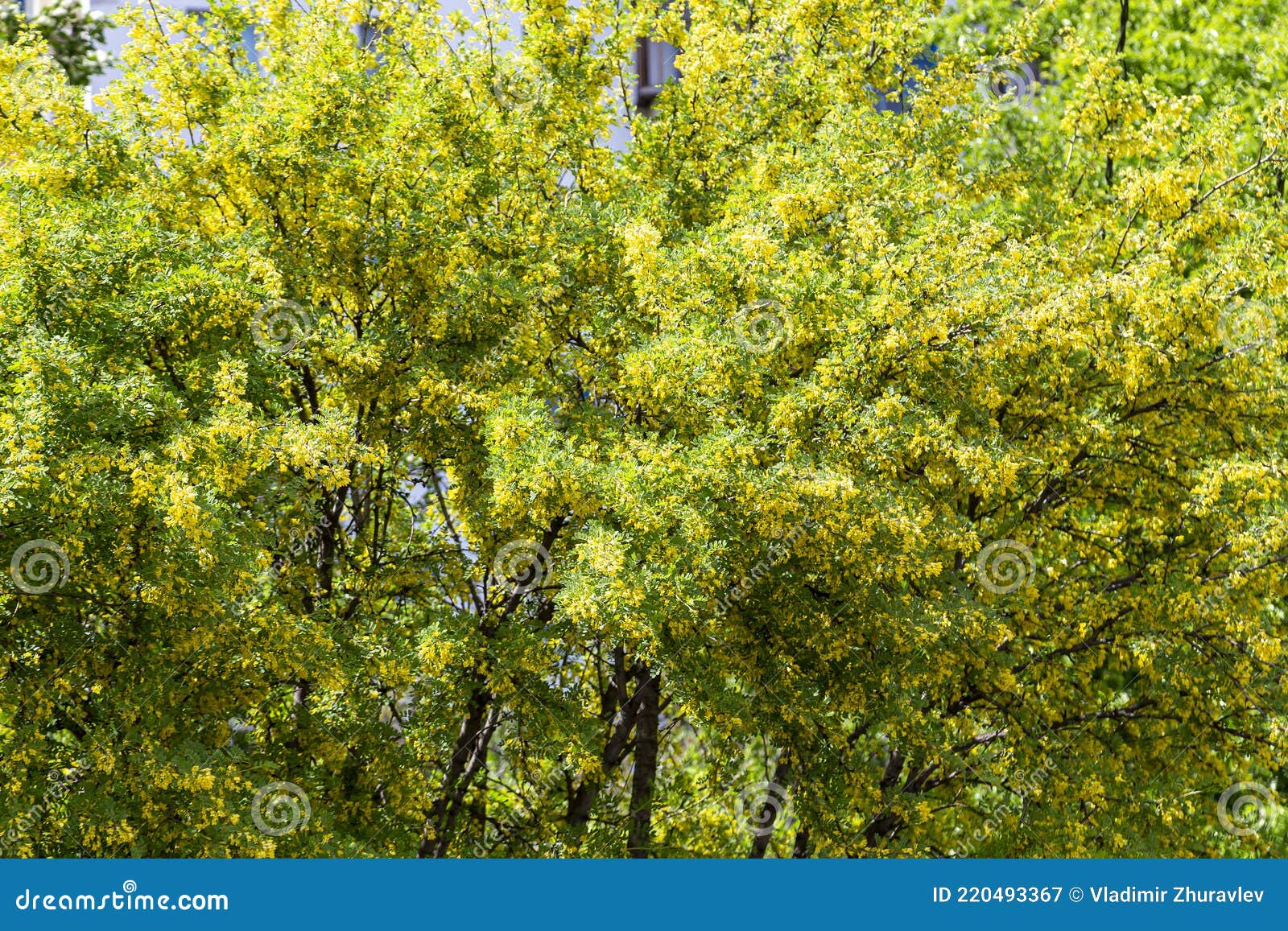 Yellow Flowers of Acacia Tree in Sunny Spring Day Stock Image - Image ...