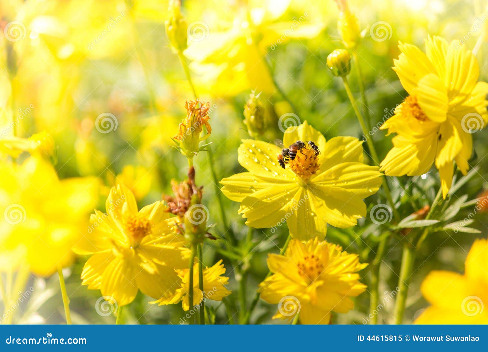 Yellow flowers and bees stock image. Image of nature - 44615815
