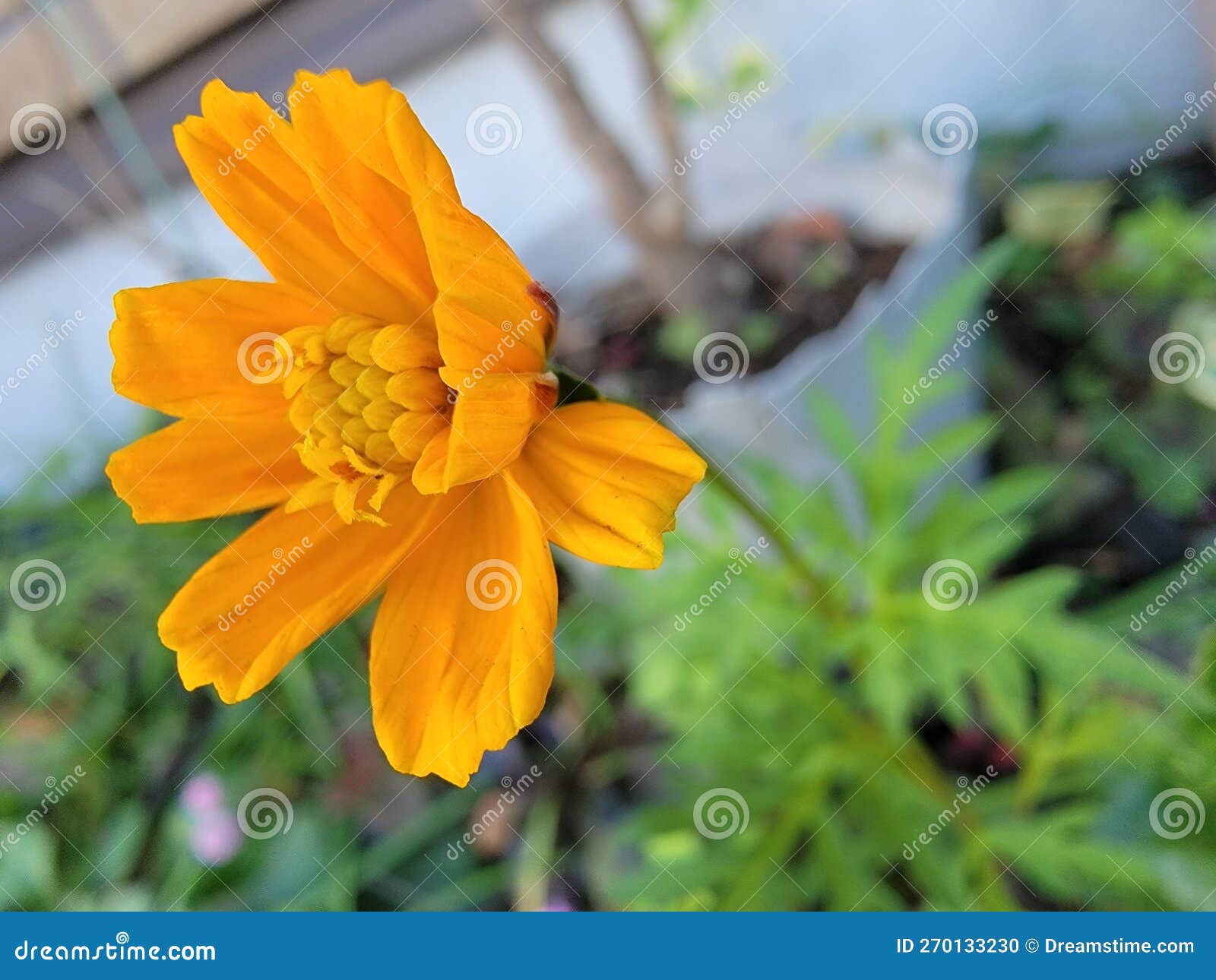 Yellow Flowers Bloom so Beautiful To Look at Stock Photo - Image of ...