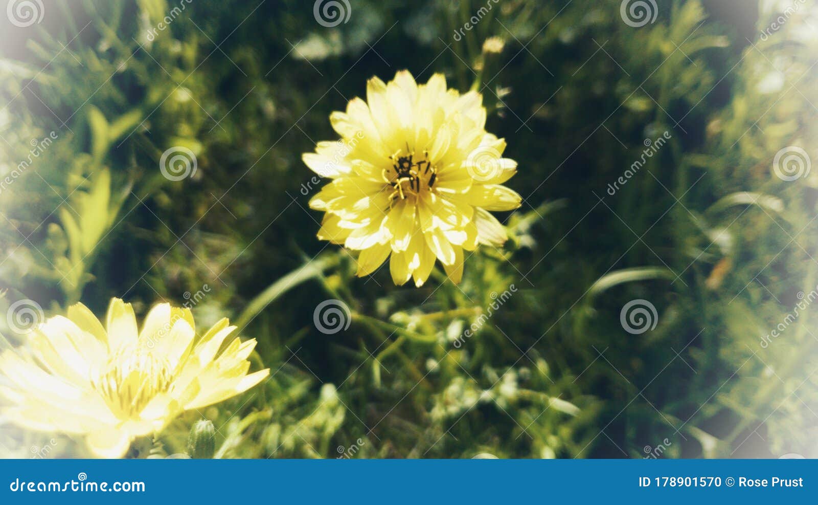 Yellow Flowers Blooming on Easter Sunday Stock Photo - Image of meadow ...