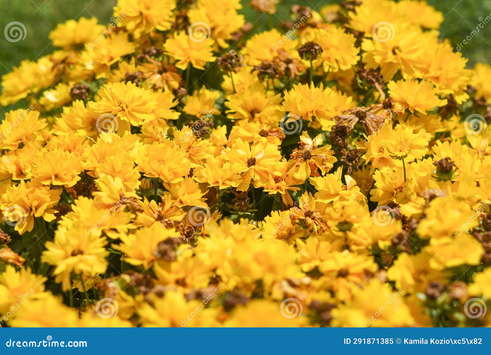 Yellow Flowers Blooming in the Garden in Summer Stock Image - Image of ...