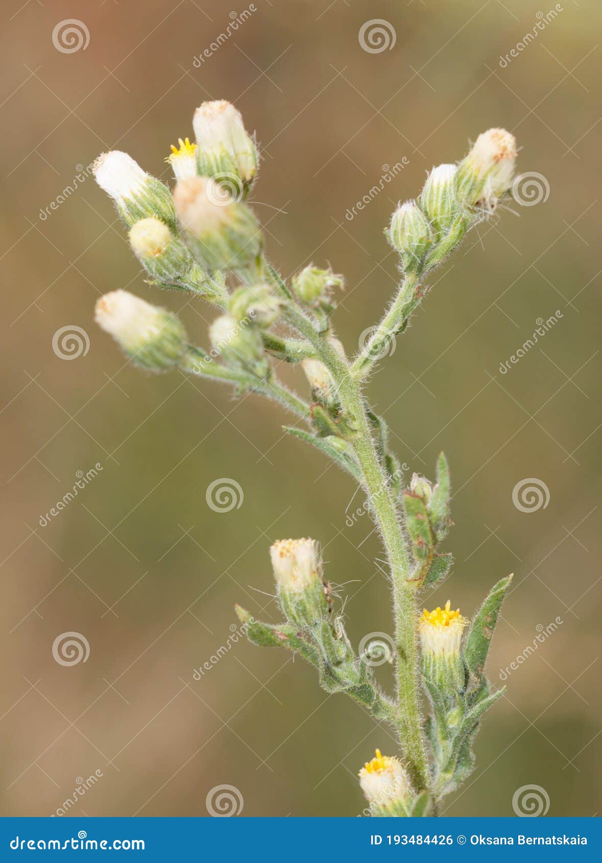 Yellow flowers on a branch stock photo. Image of flowers - 193484426