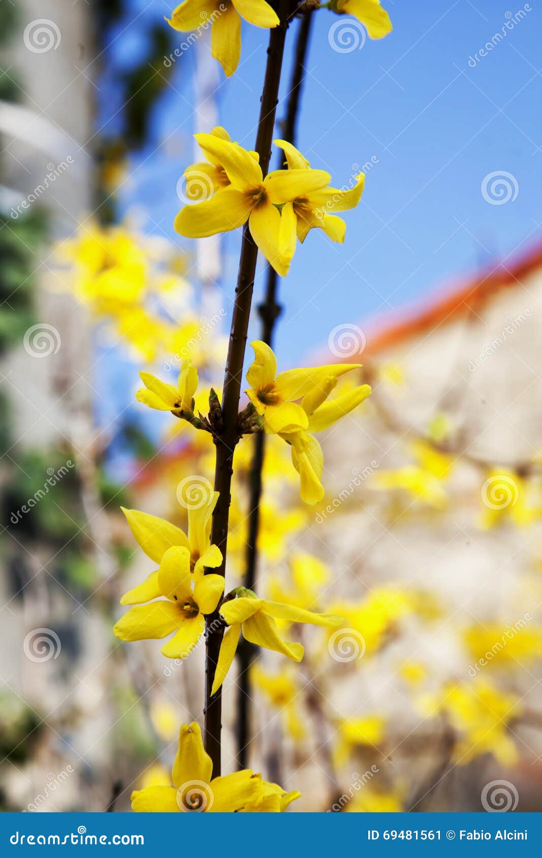 Yellow flowers on a branch stock image. Image of background - 69481561