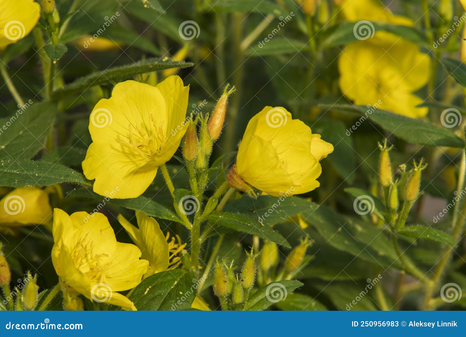 Yellow flowers on a branch stock image. Image of flower - 250956983