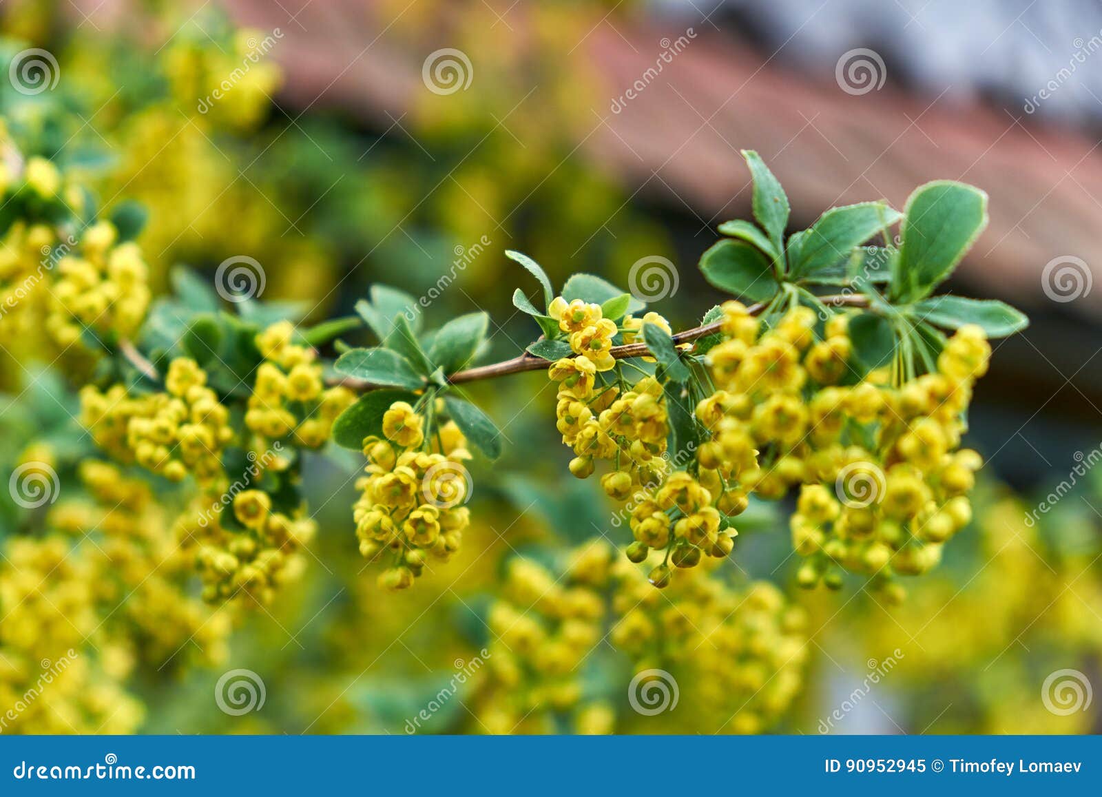 Yellow flowers on a branch stock image. Image of summer - 90952945
