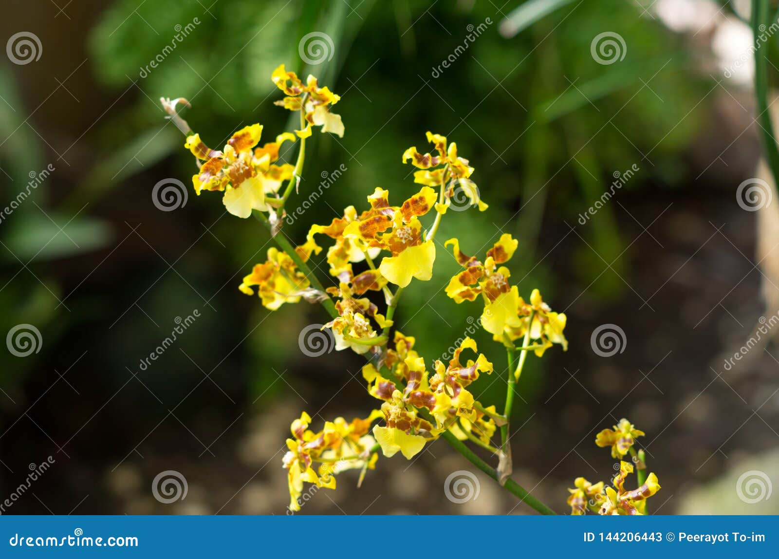 Yellow Flowers Branch in Park Stock Image - Image of petal, sunlight ...