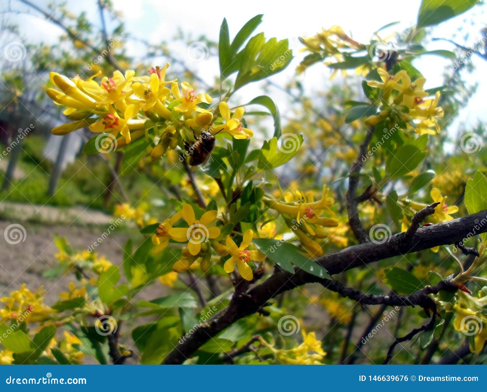 Yellow flowers on a branch stock photo. Image of tree - 146639676