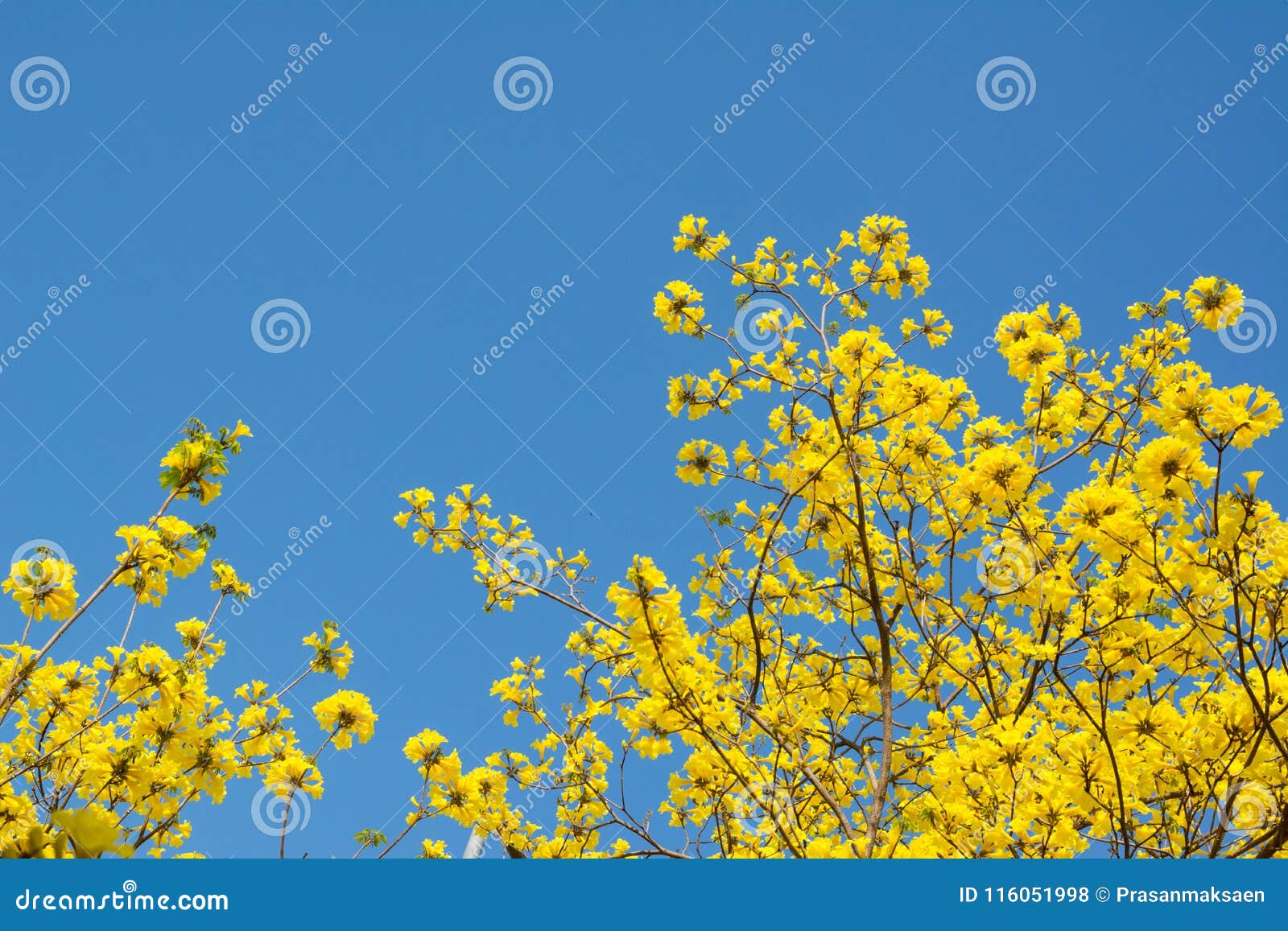 Yellow Flowers on the Branches Stock Photo - Image of garden ...