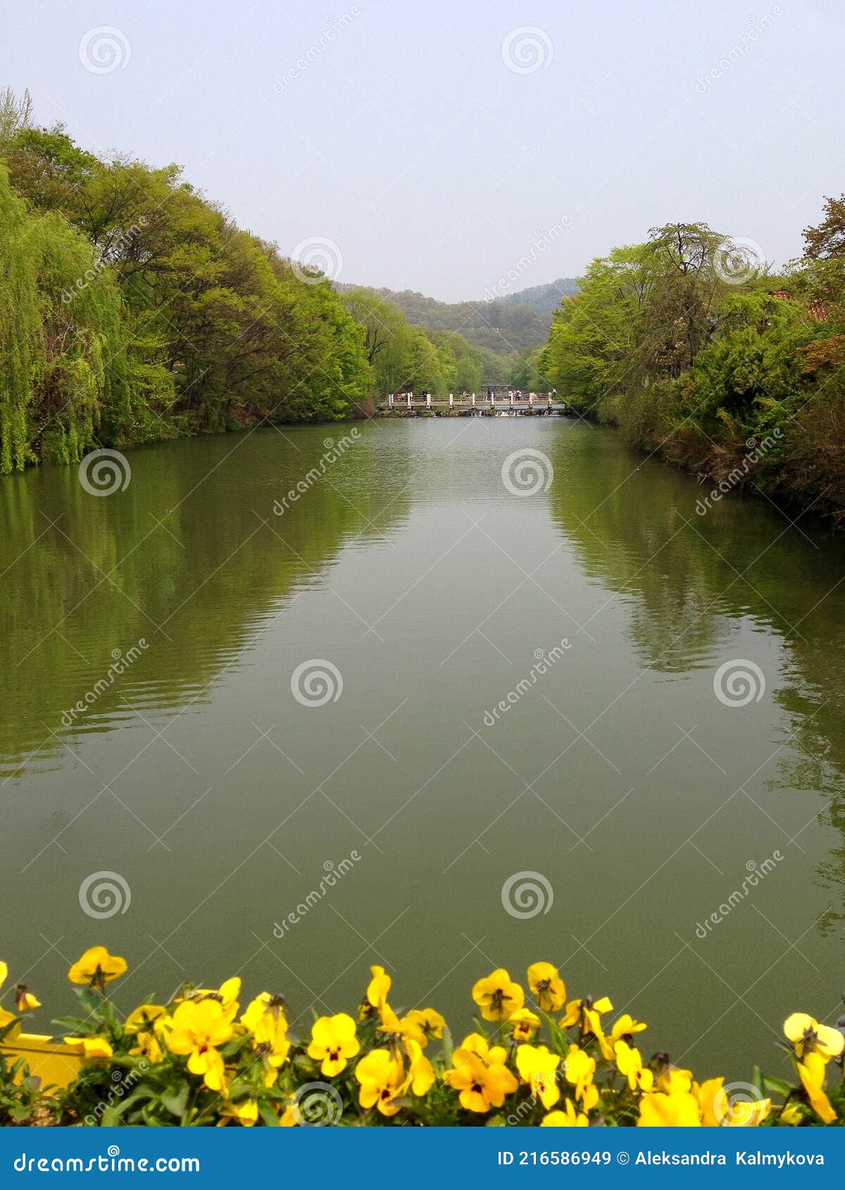 Yellow flowers on a bridge stock image. Image of flowers - 216586949