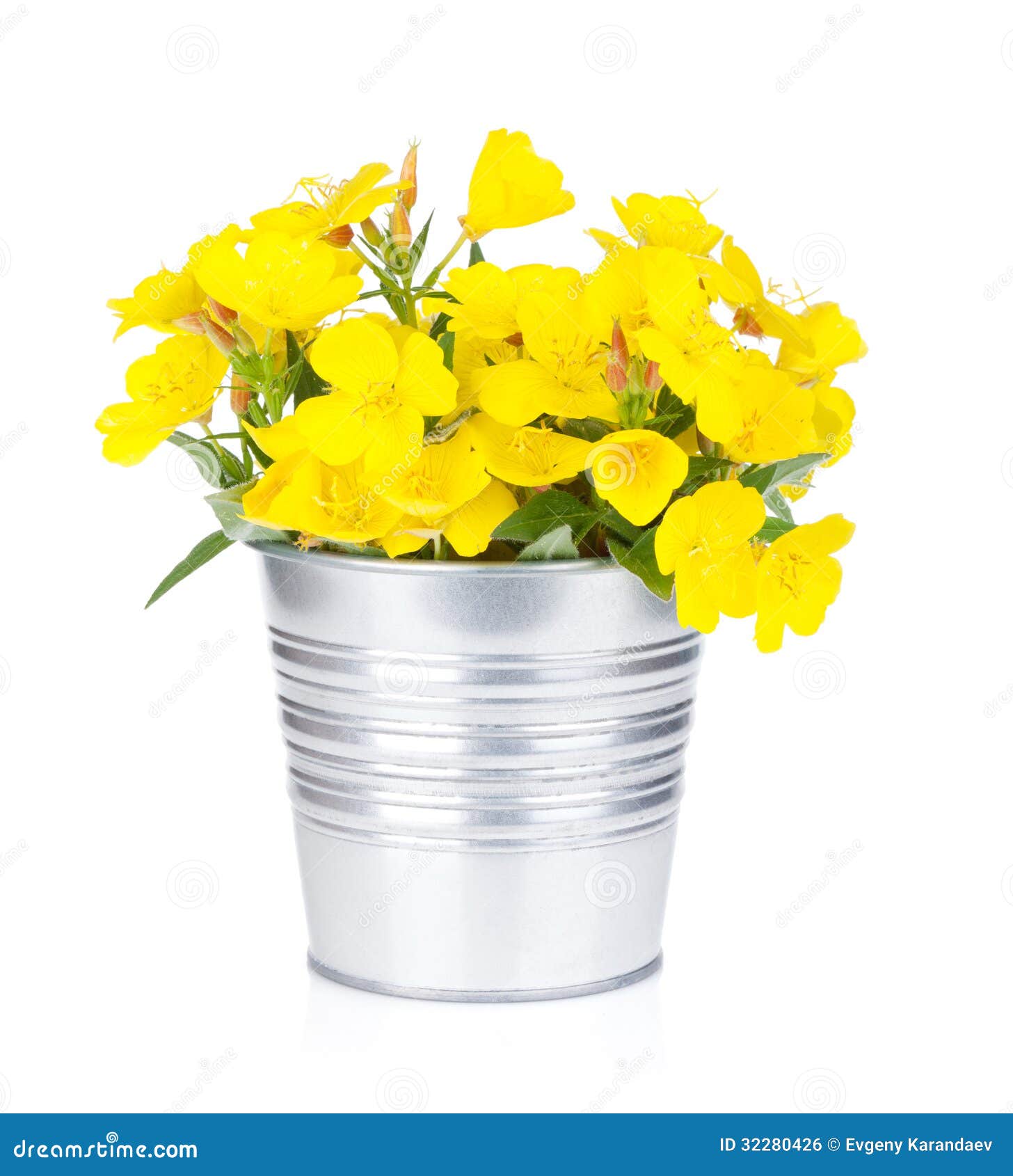Yellow flowers in bucket stock photo. Image of decoration - 32280426
