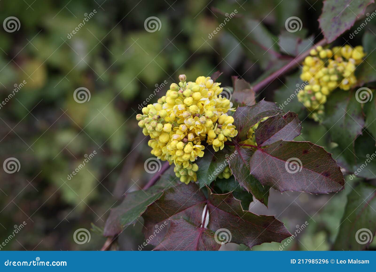 Yellow Flowers on a Bush in Spring Stock Photo - Image of botany, color ...