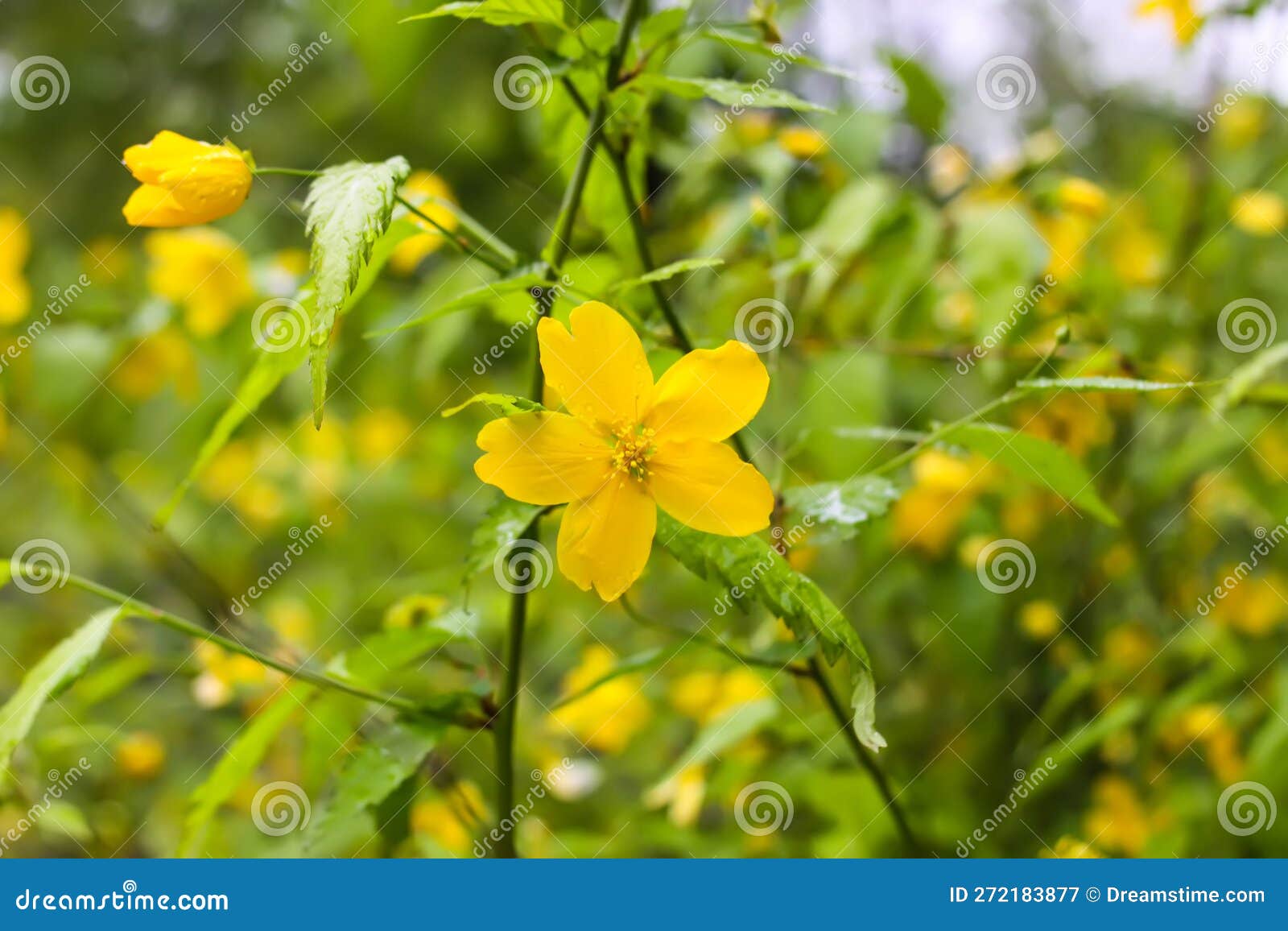 Yellow Flowers on Bush in Spring Park Stock Image - Image of branch ...