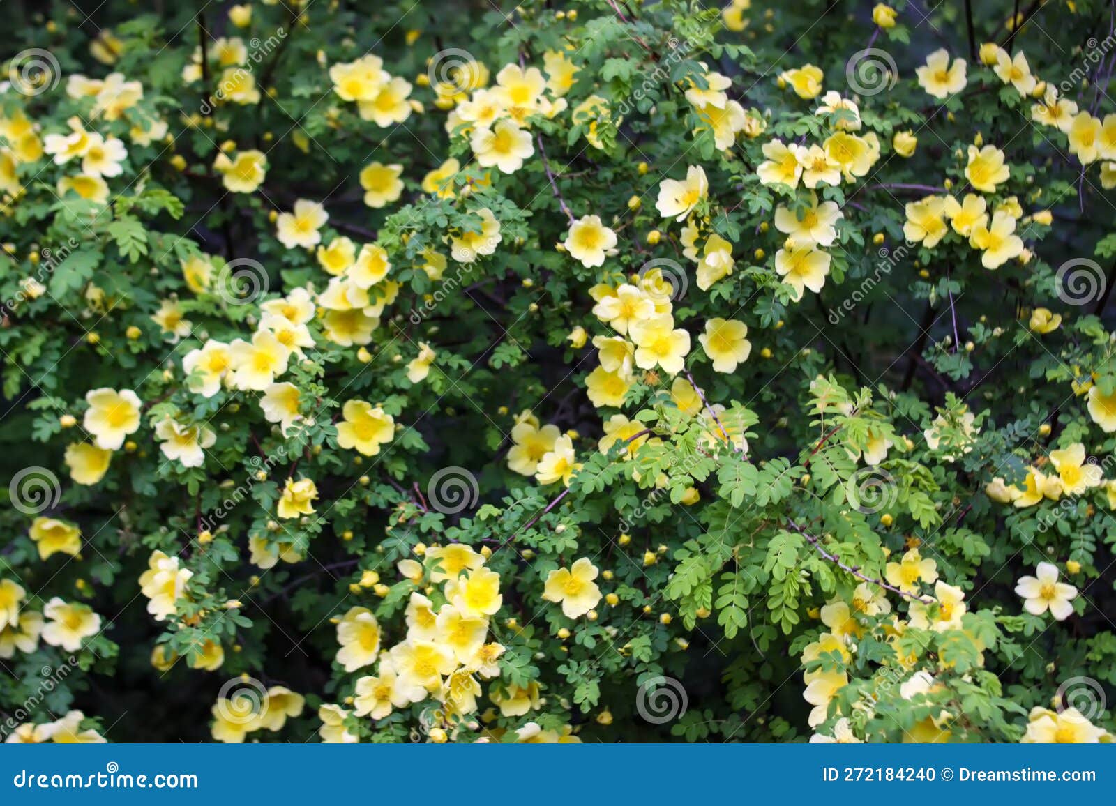 Yellow Flowers on Bush in Spring Park Stock Photo - Image of bloom ...