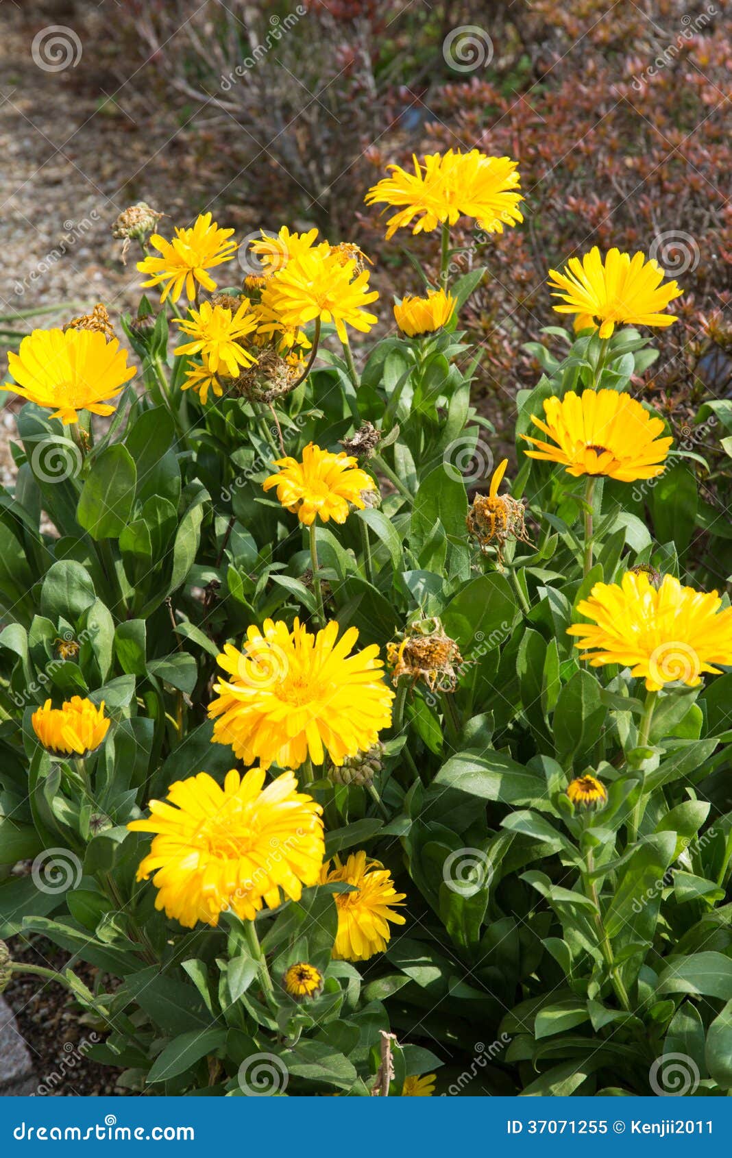 Yellow Flowers of Calendula Stock Image - Image of bloom, stem: 37071255