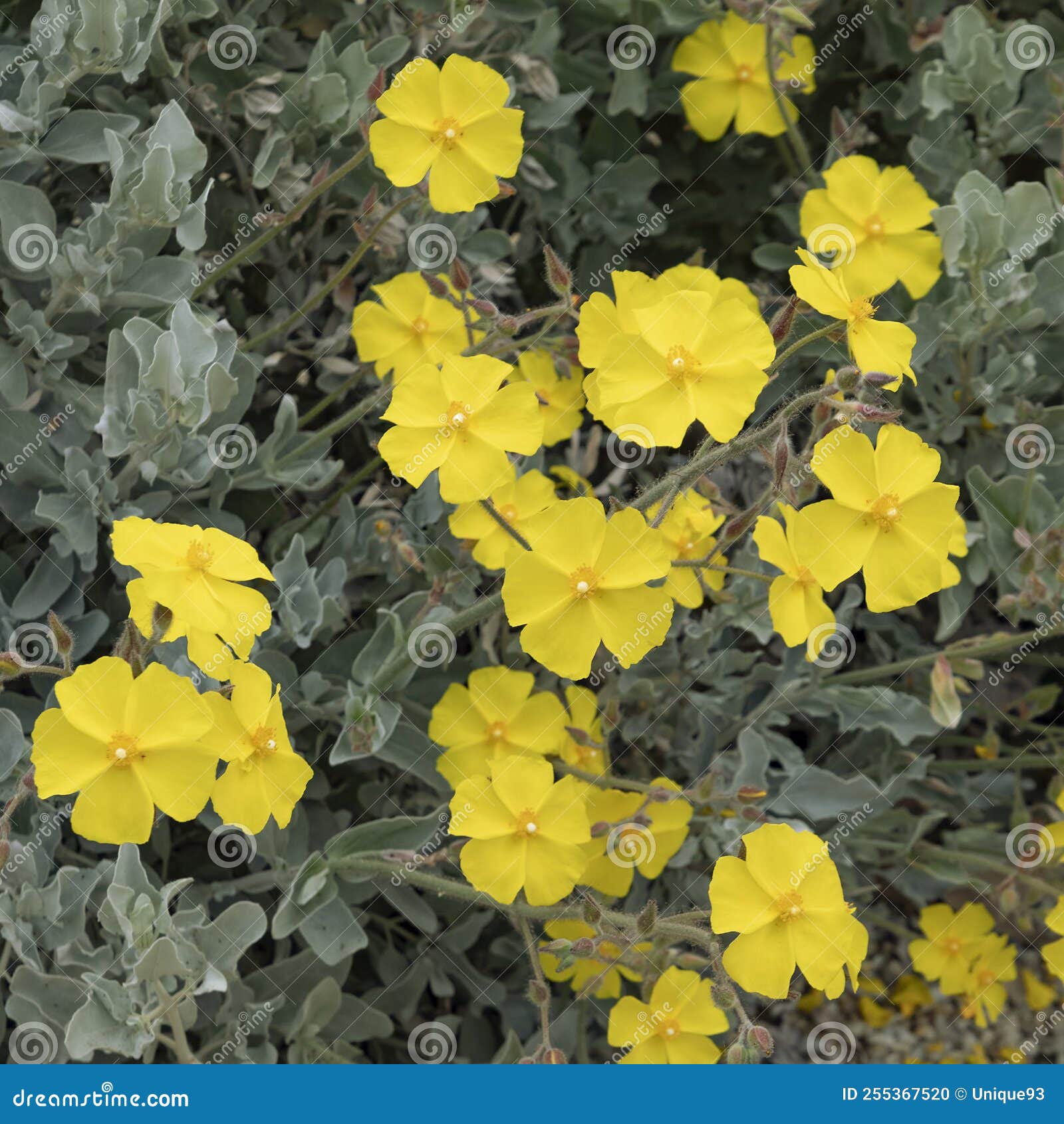Yellow Flowers of Cistus Lasianthus Stock Photo - Image of summer ...