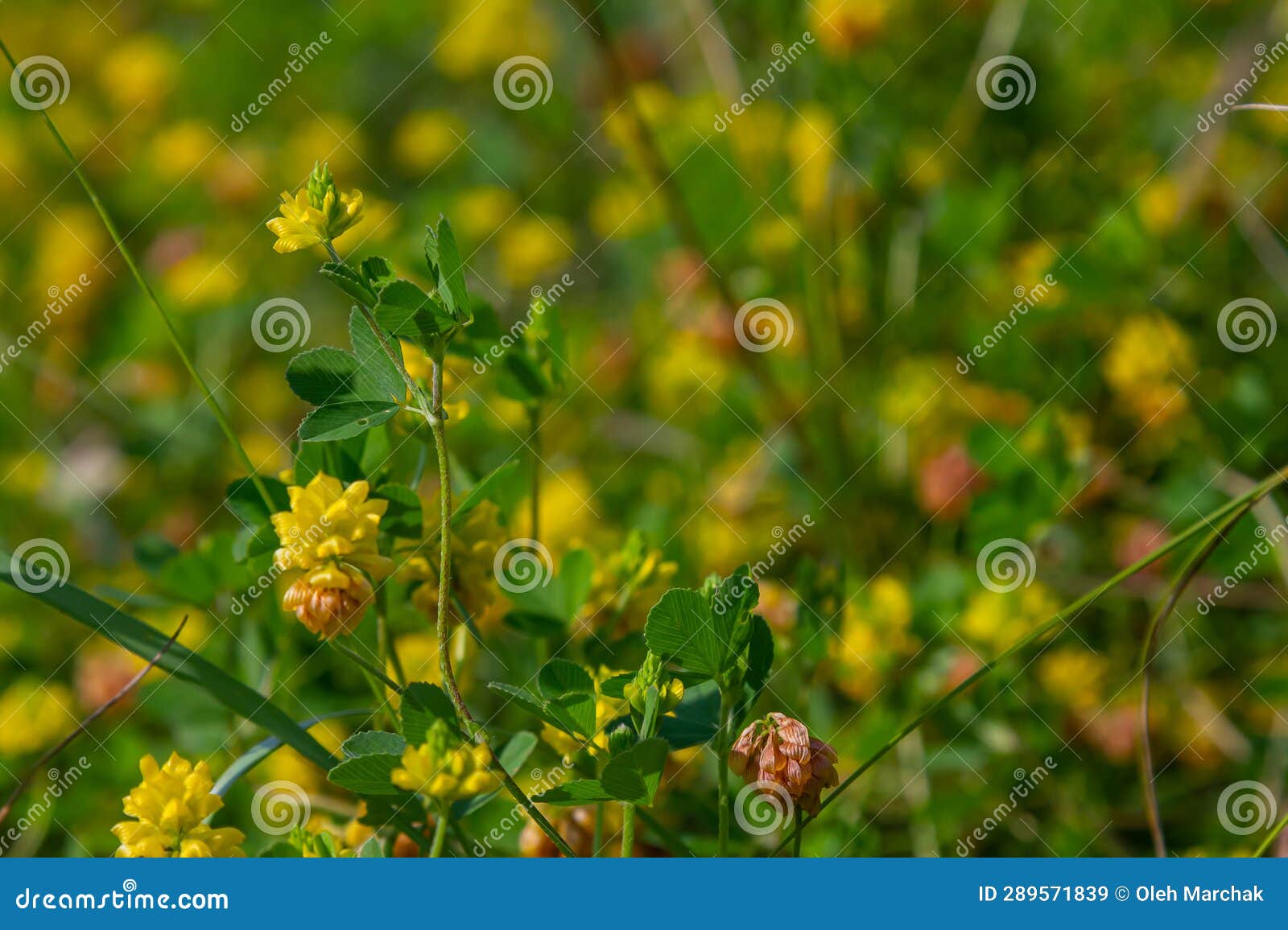 Yellow Flowers of the Clover. Close Up Stock Image - Image of trifolium ...