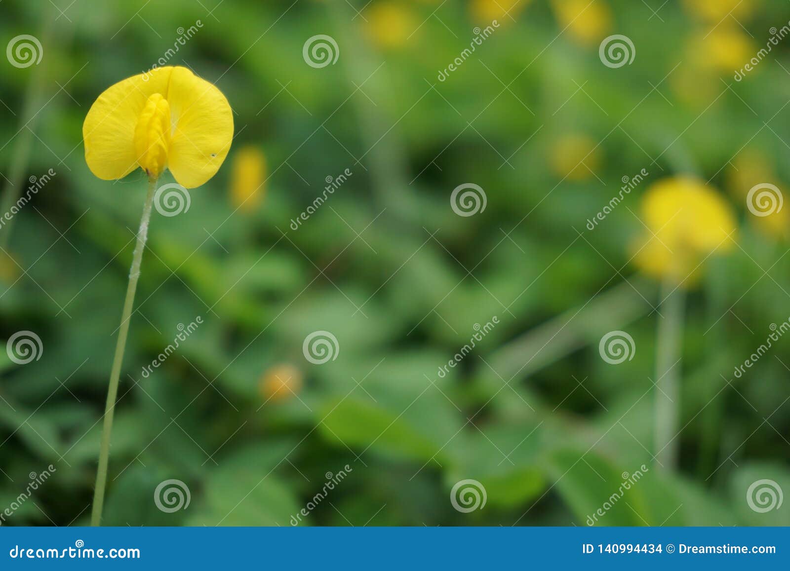 Yellow Flowers, Color Composition Stock Photo - Image of roadside ...