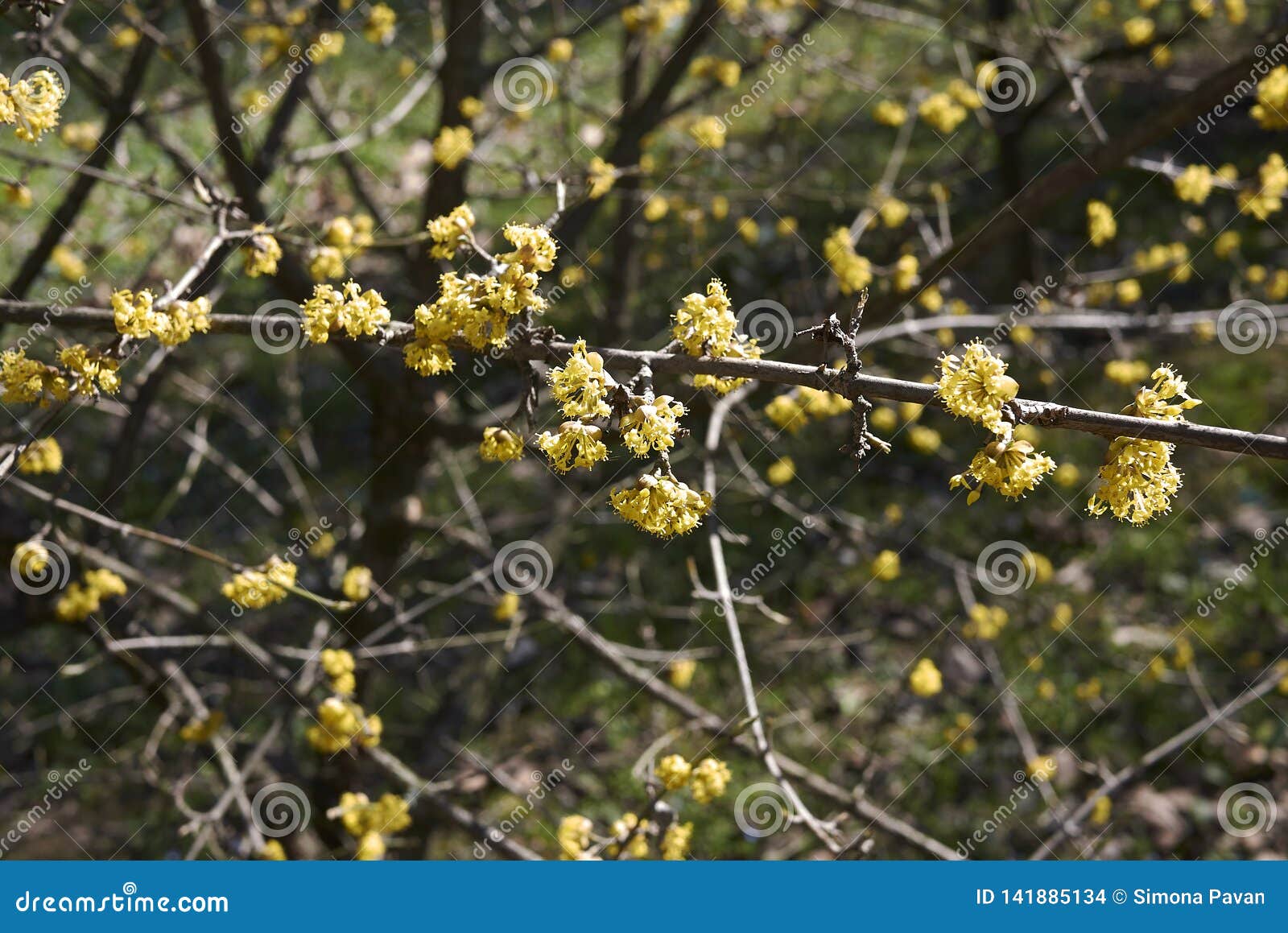 Yellow Flowers of Cornus Mas Shrub Stock Photo - Image of nature ...