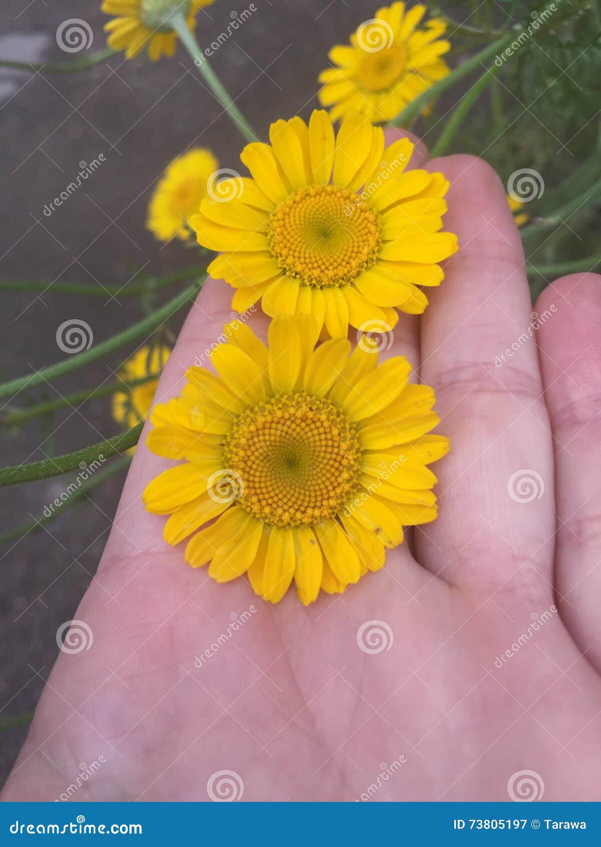 Yellow flowers stock image. Image of camomile, peace - 73805197