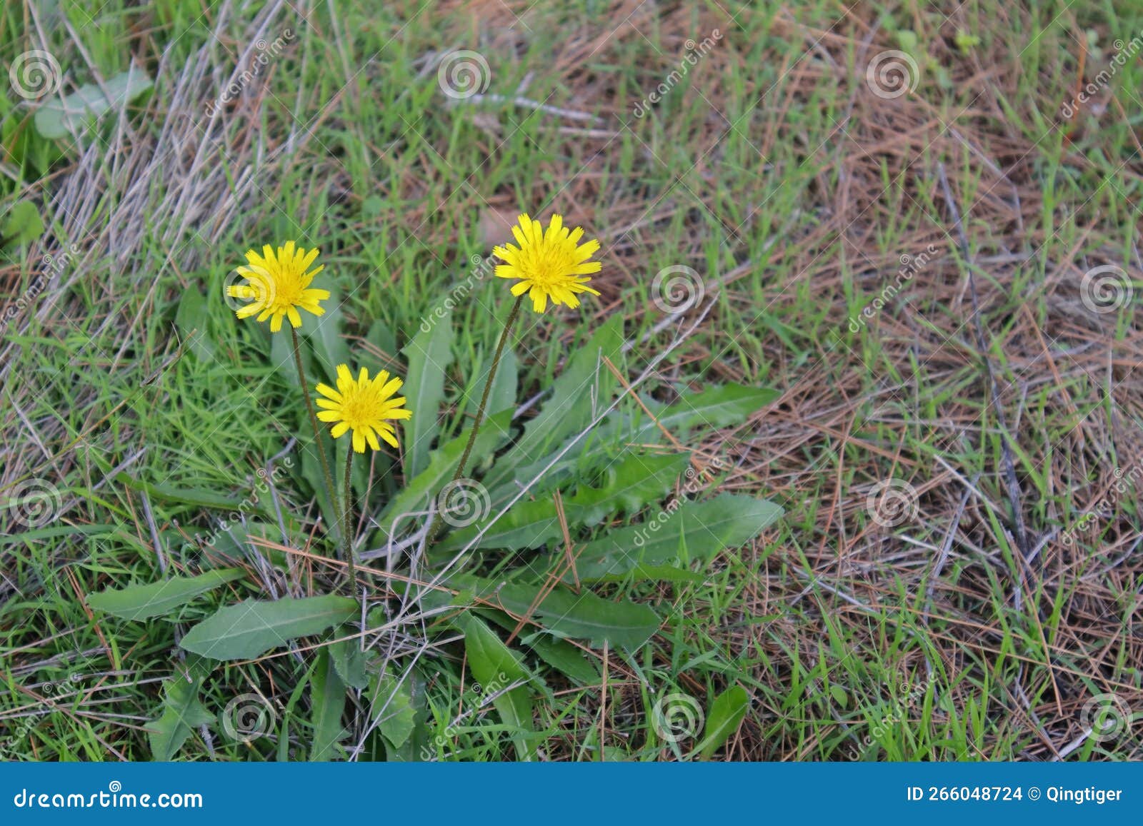 Yellow Flowers of the Dandelion in the Forest. Stock Photo - Image of ...