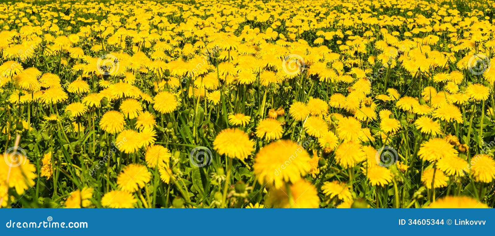 Yellow flowers stock photo. Image of summer, yellow, flowering - 34605344