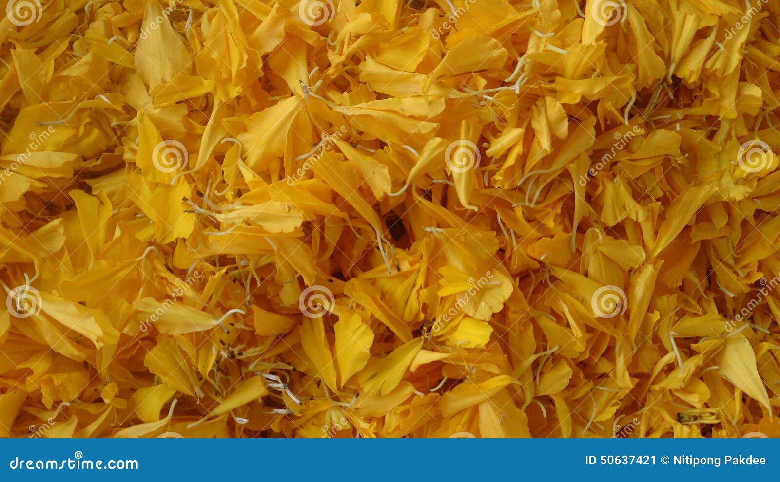 Yellow Flowers Details Texture Wallpapers and Backgrounds Stock Image ...