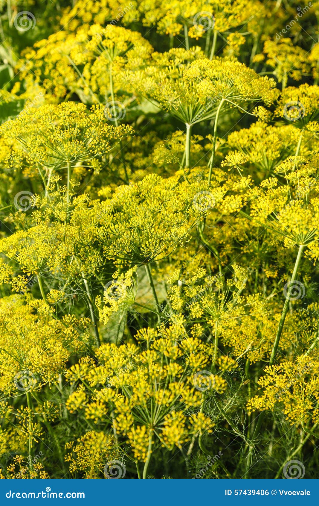 Yellow Flowers on Dill Herb in Garden in Evening Stock Photo - Image of ...