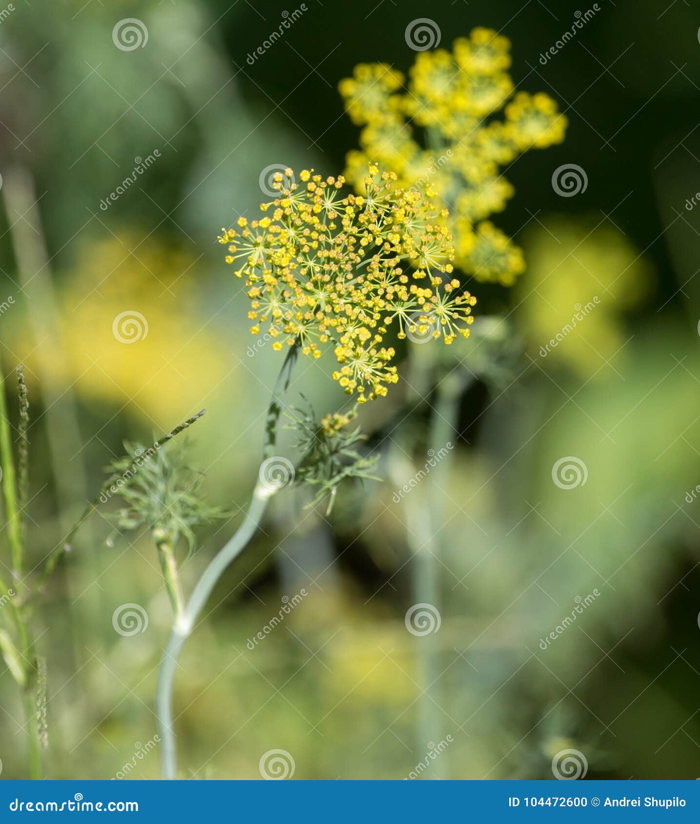Yellow flowers of dill stock photo. Image of selective - 104472600